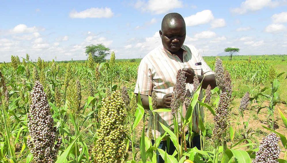 Drought-resistant crops sought to tackle food crisis