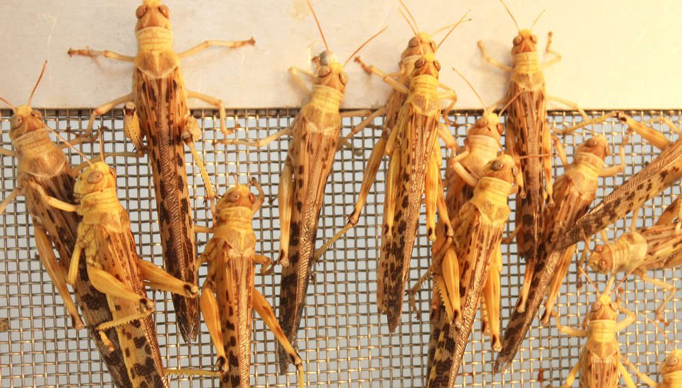 Mass breeding of desert locusts unlocks new food source