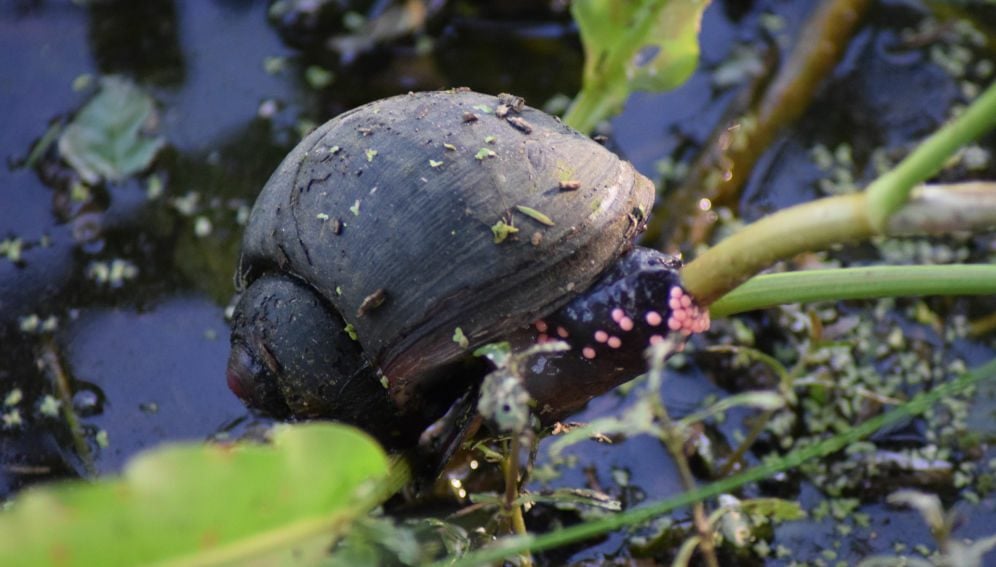 Rice-eating apple snail wreaks havoc in Kenya