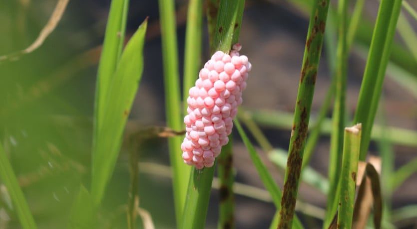 Rice-eating apple snail wreaks havoc in Kenya
