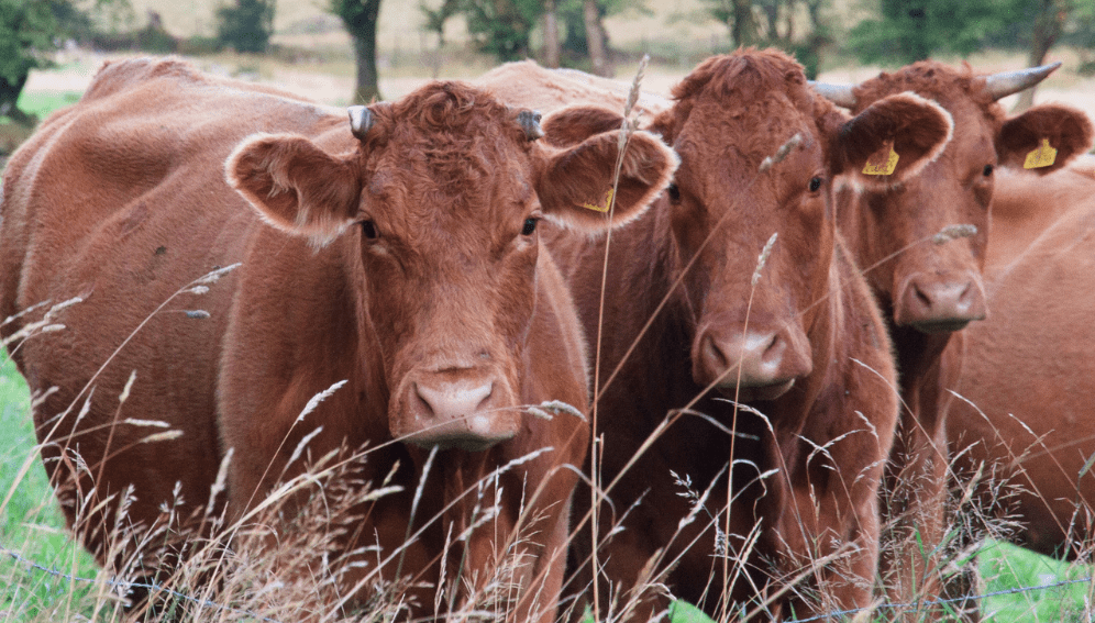 Cows and chickens ‘at risk’ from climate change