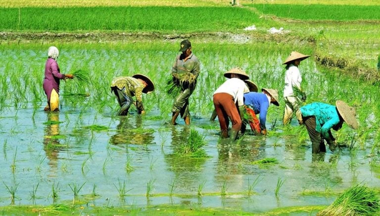 Rising temperatures, carbon could bump up arsenic in rice